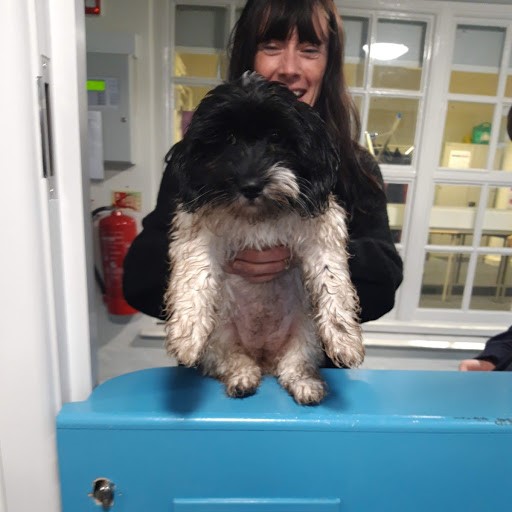 Our School Dogs | Five Acre Wood School